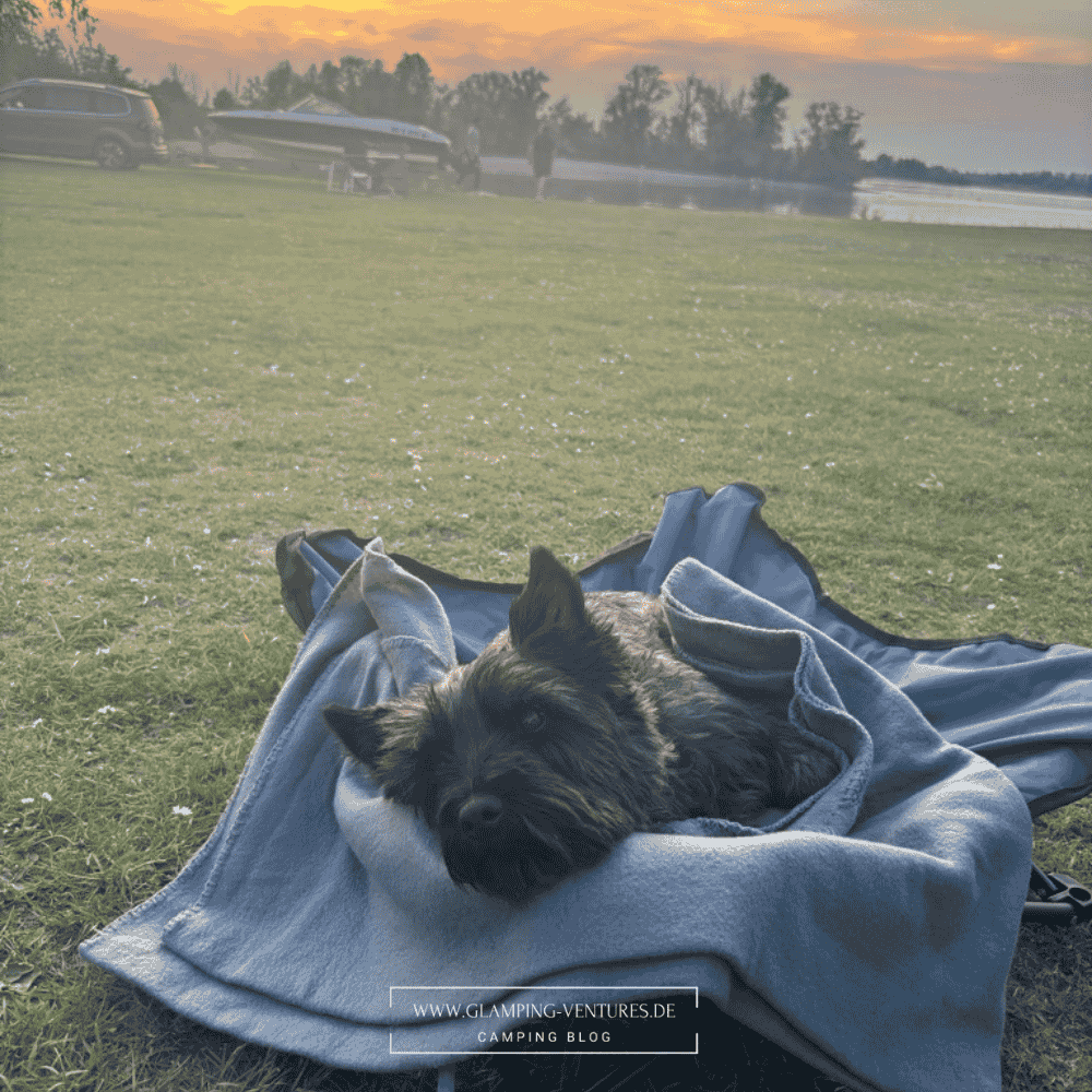 Camping mit Hund im Sommer - Glamping Ventures - Camping Blog